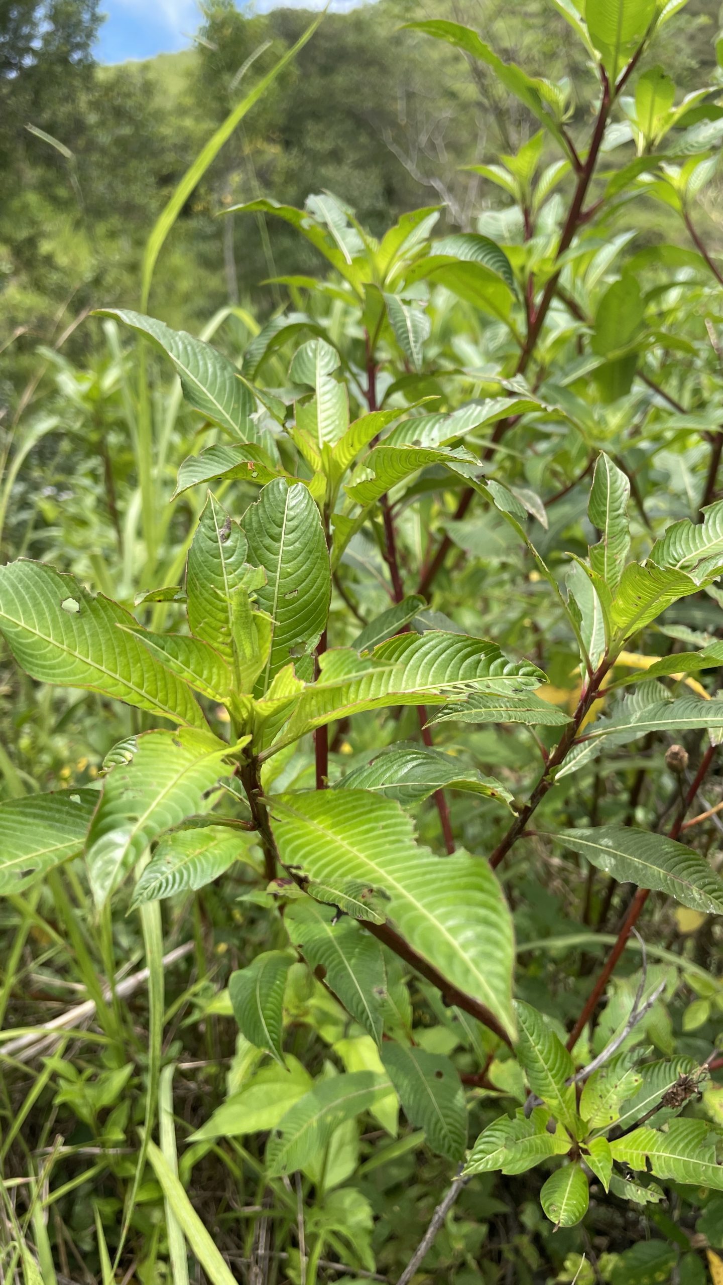 erva de bicho – Phitoteca